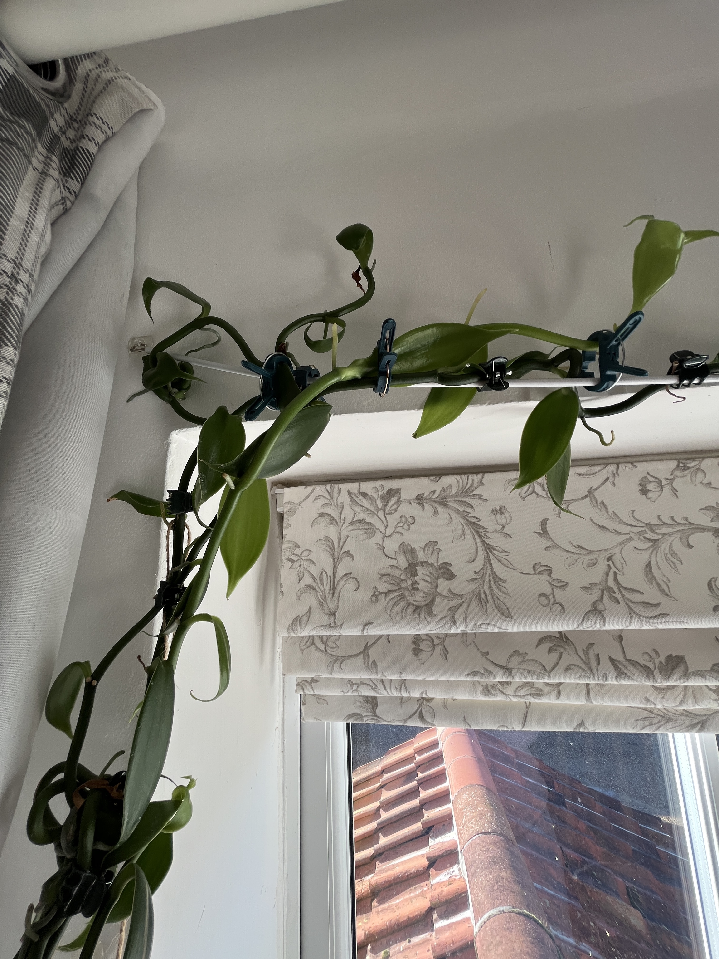 Growing Vanilla Orchid and How to make Vanilla Extract – All Homesteading