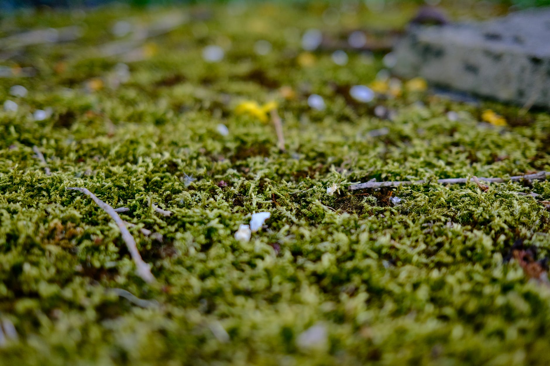 The Best Peat-Free Compost Brands and Peat-Free Alternatives – All ...