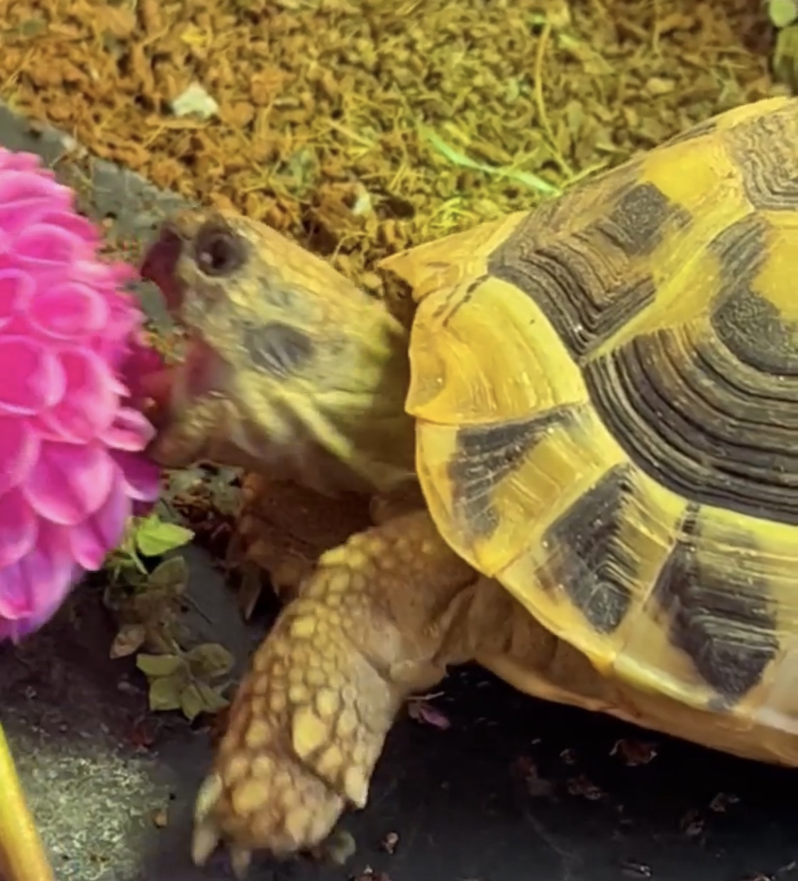 A-Z List of edible plants for tortoises – All Homesteading