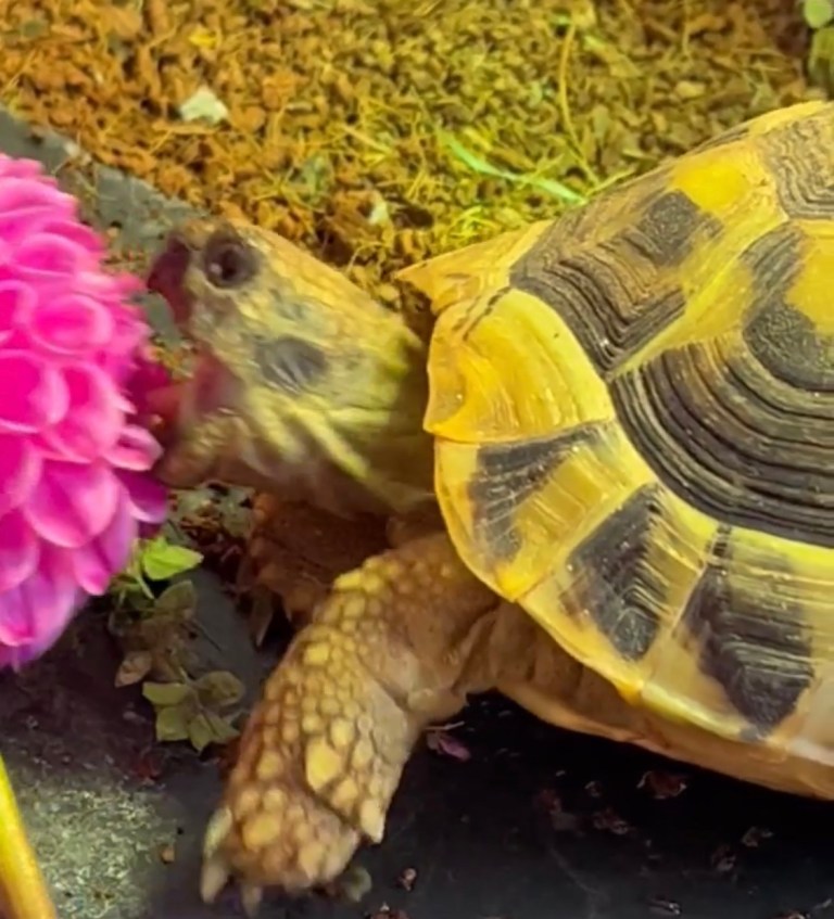 A-Z List of edible plants for tortoises – All Homesteading