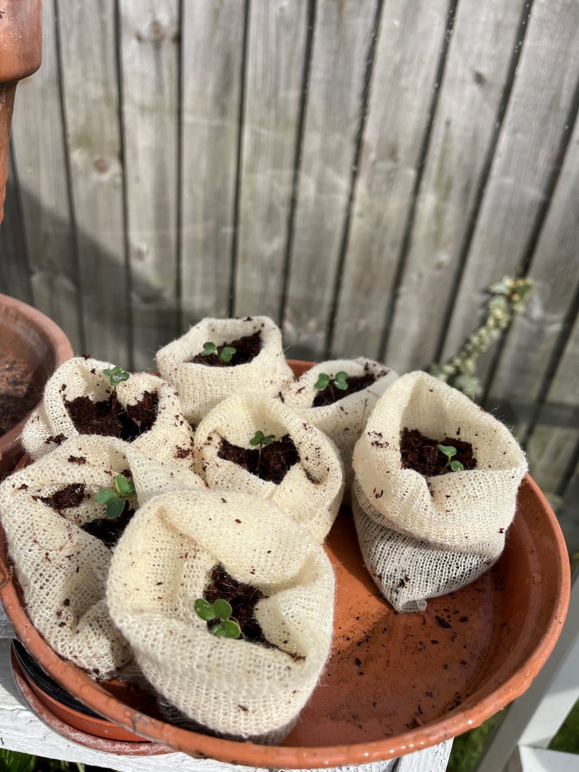 Trying Wool Pots for Plants – All Homesteading