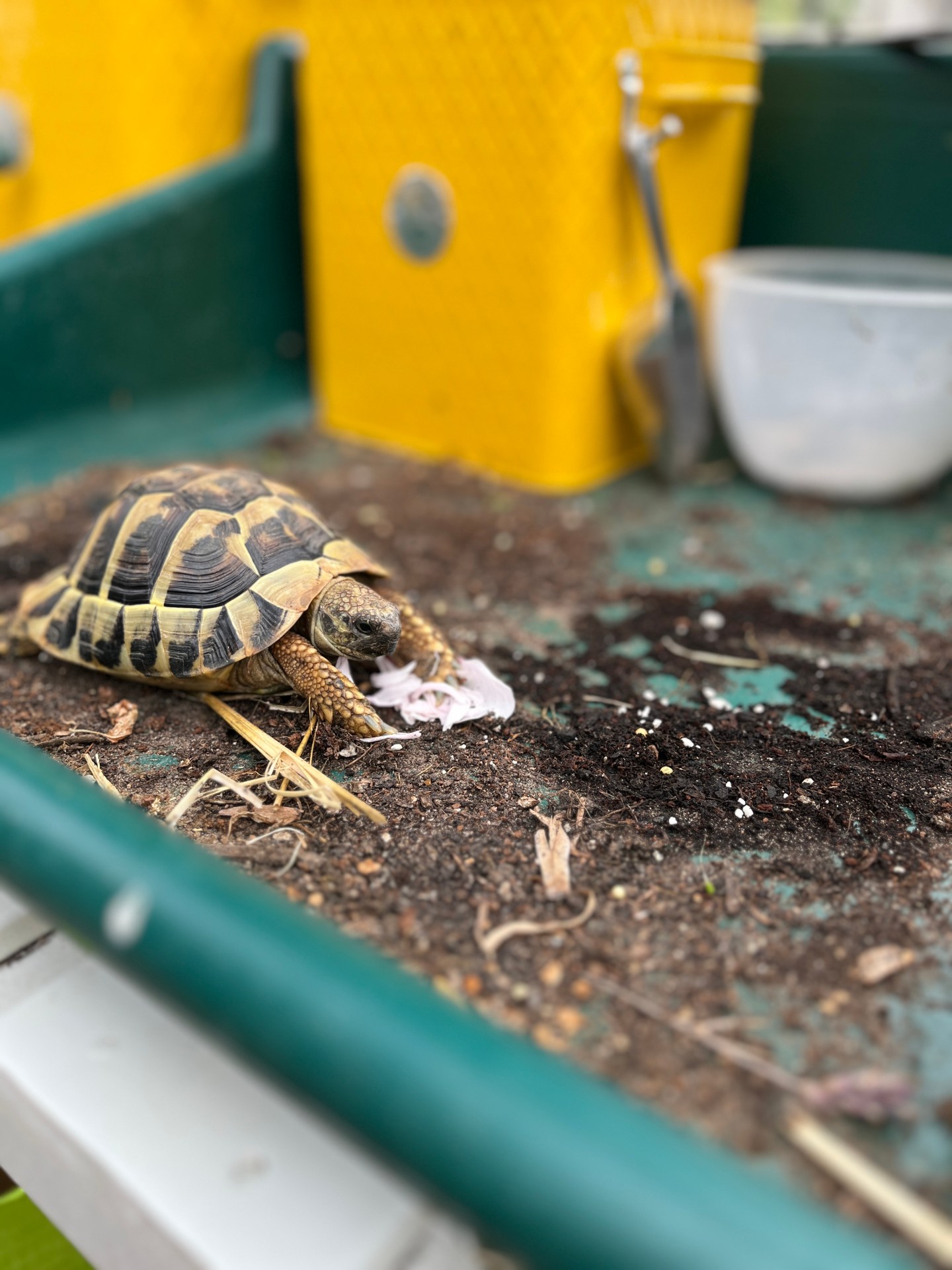 A-Z List of edible plants for tortoises – All Homesteading