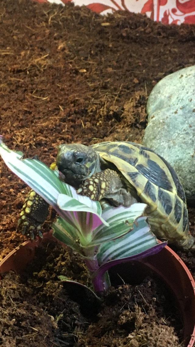 What to feed your tortoise in winter (UK) – All Homesteading