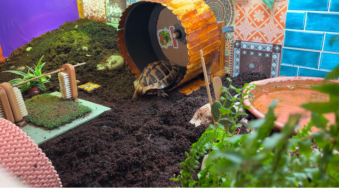 DIY Tortoise / Small animal Wheel – All Homesteading